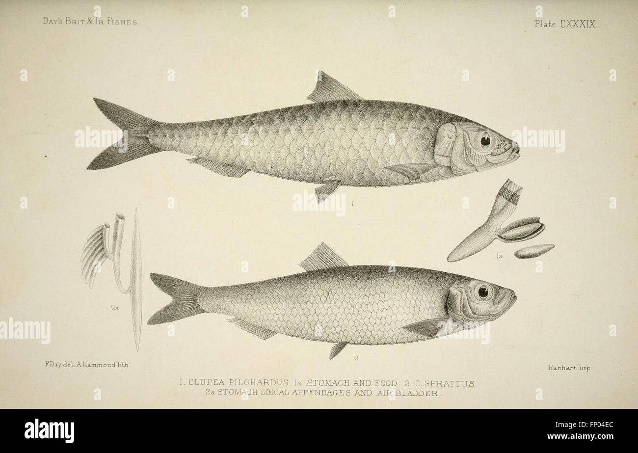 'The Fishes of Great Britain and Ireland' describes fish species found ...