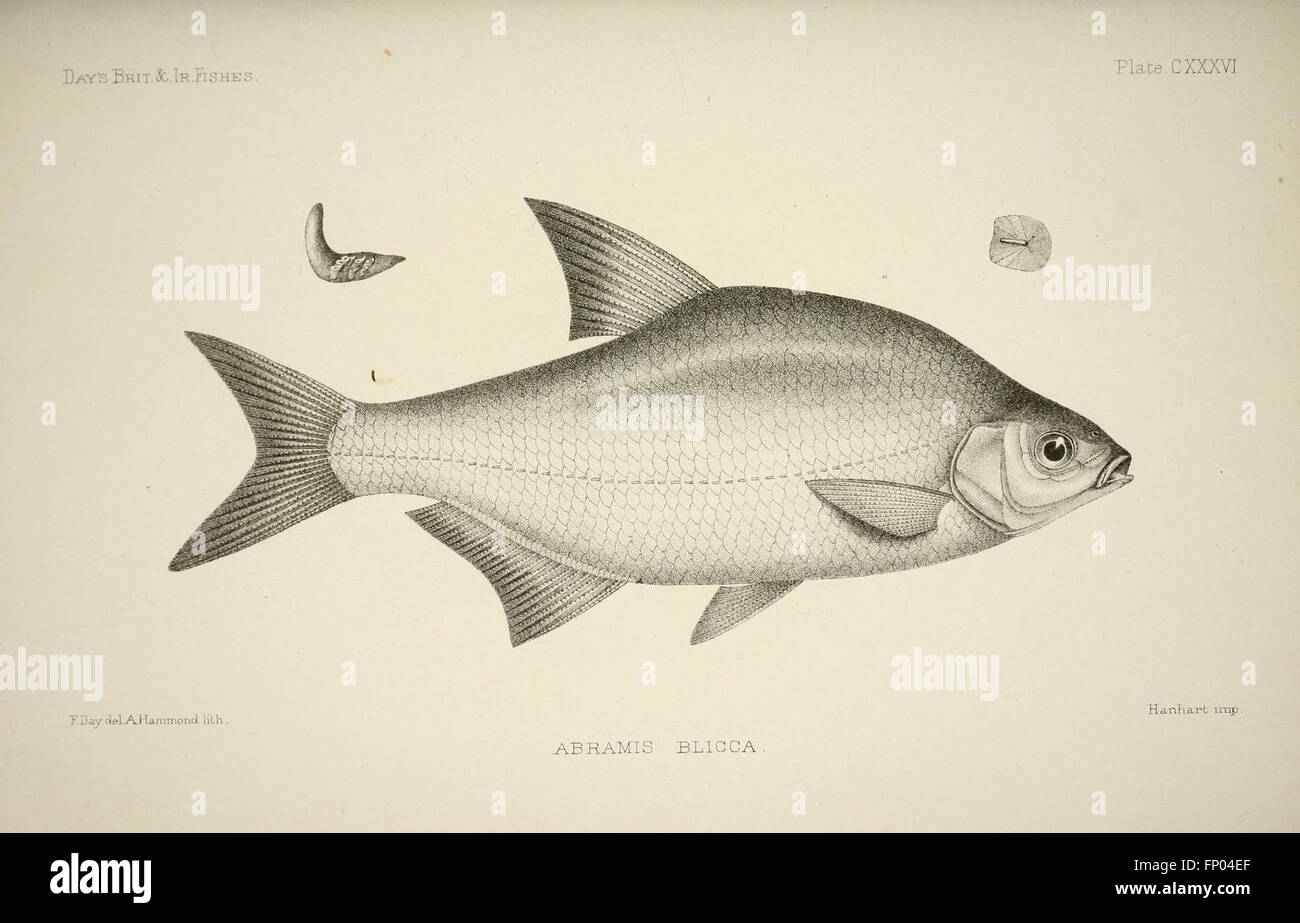 A scientific illustration and description of the fish species native to ...