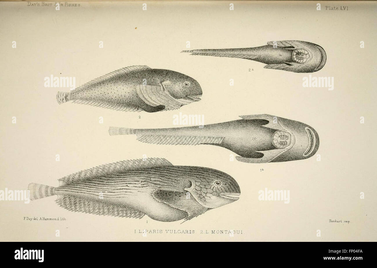 *The Fishes of Great Britain and Ireland* (Plate LVI) provides detailed ...