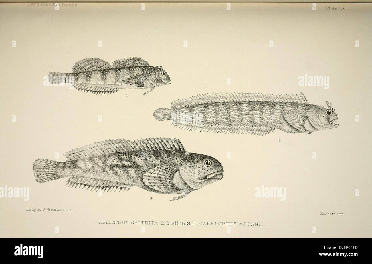 'The Fishes of Great Britain and Ireland' provides detailed depictions ...