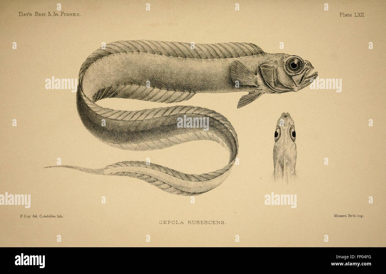 This plate from 'The Fishes of Great Britain and Ireland' illustrates ...