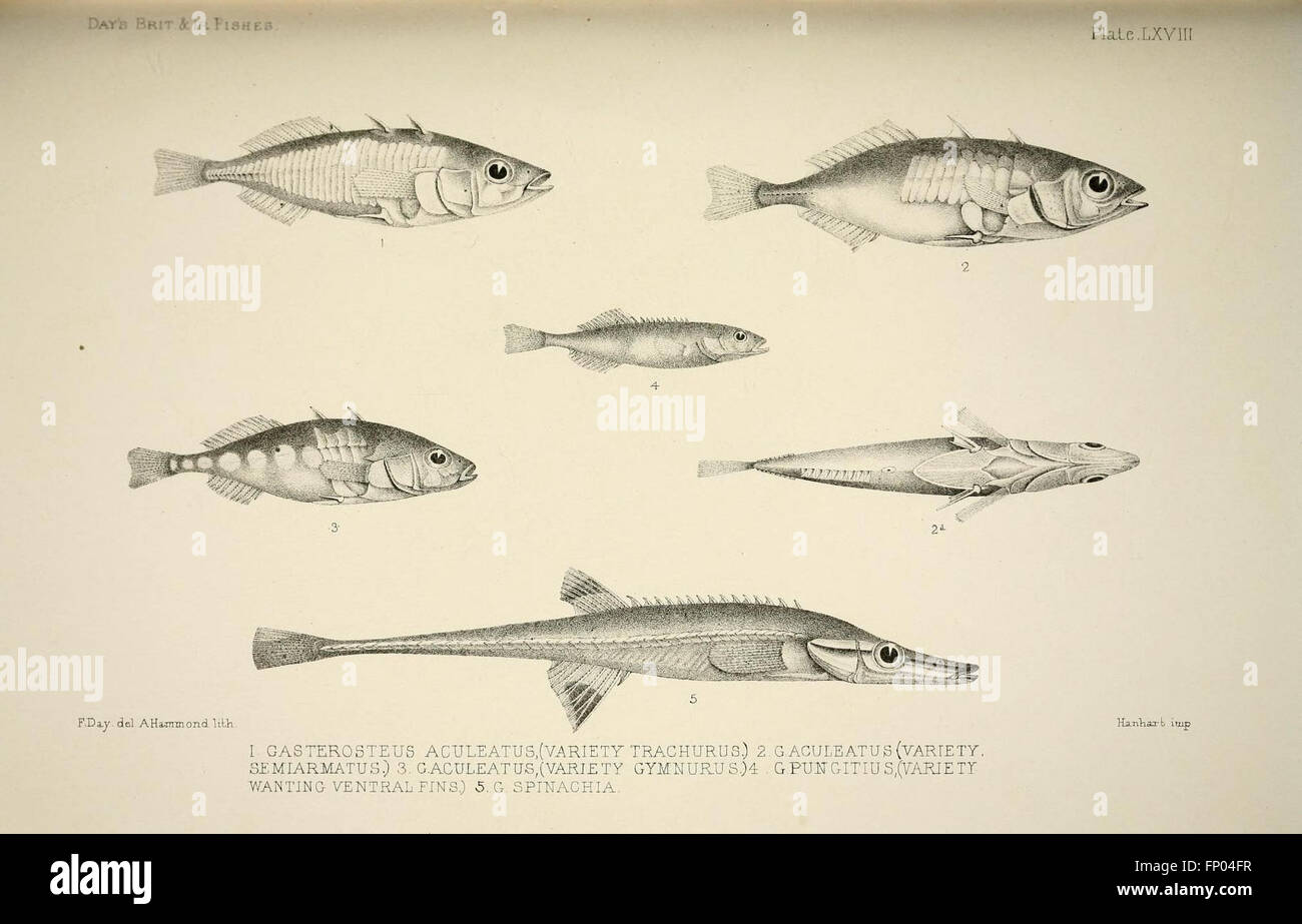 This plate from 'The Fishes of Great Britain and Ireland' presents ...