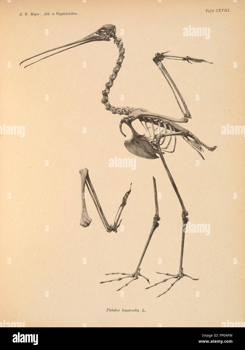 This plate presents illustrations of bird skeletons, emphasizing the ...