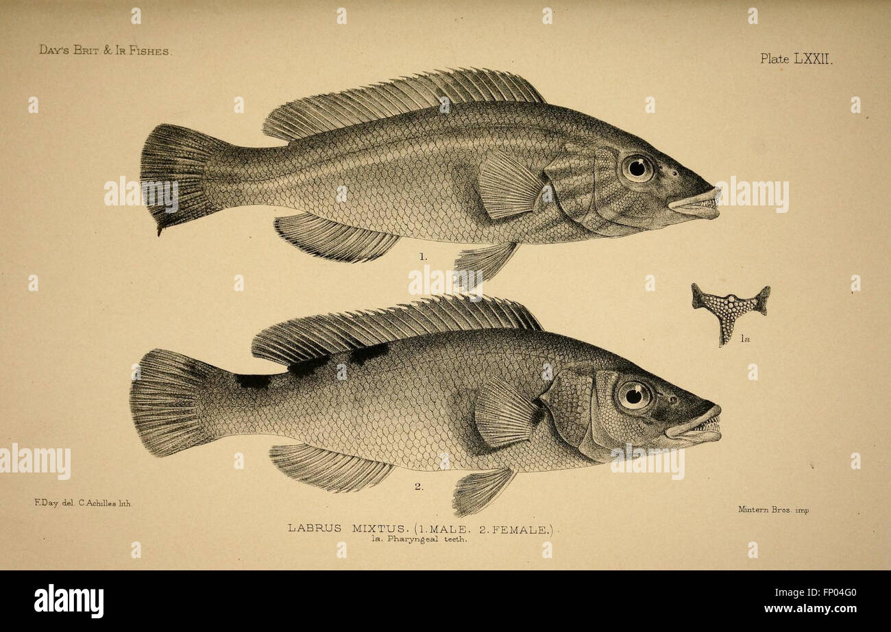 This plate from 'The Fishes of Great Britain and Ireland' illustrates ...