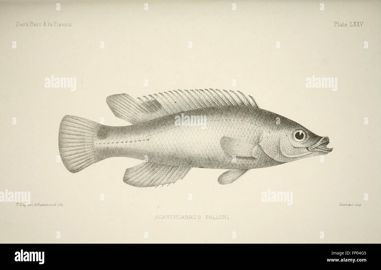 The 'Fishes of Great Britain and Ireland' is a detailed guide to the ...