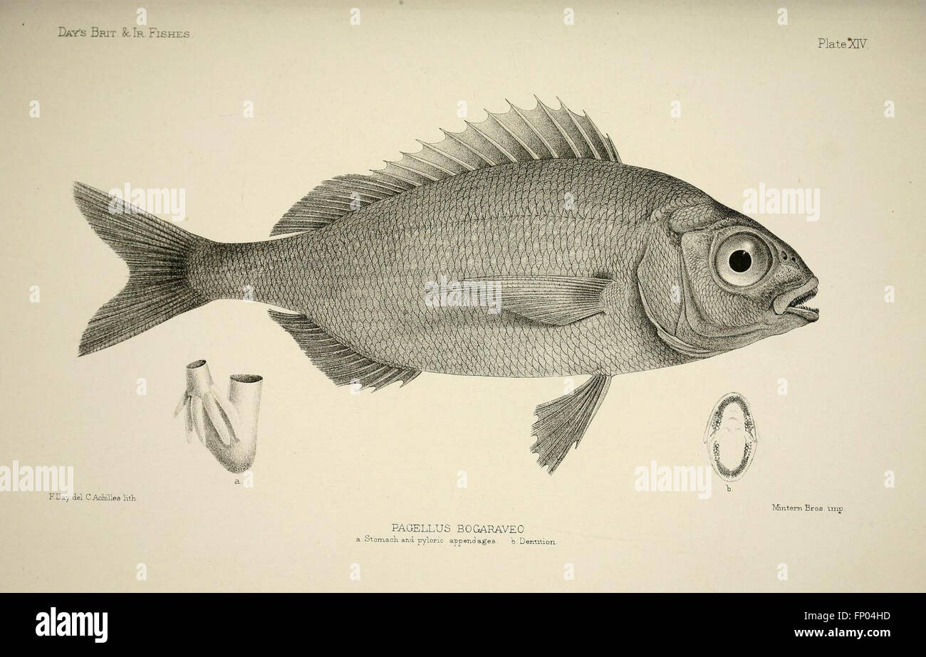 'The Fishes of Great Britain and Ireland' showcases fish species found ...