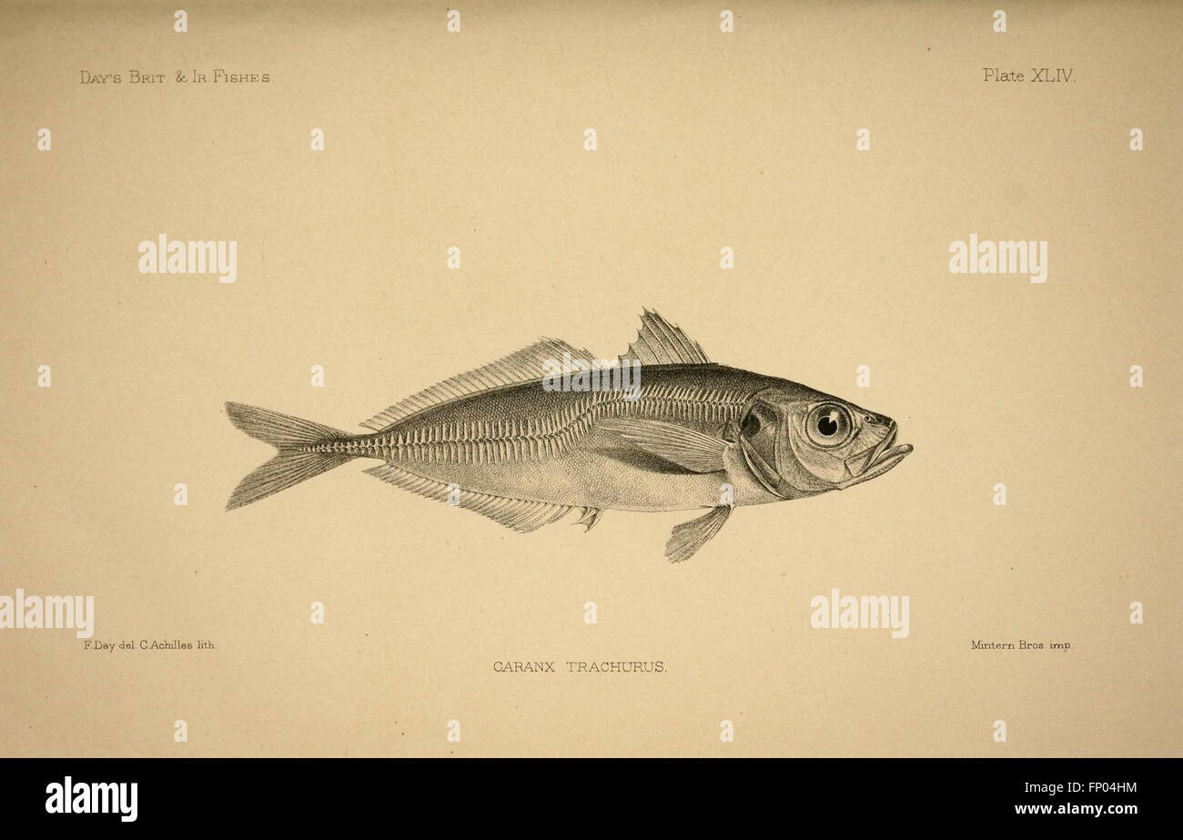 The Fishes of Great Britain and Ireland features detailed illustrations ...