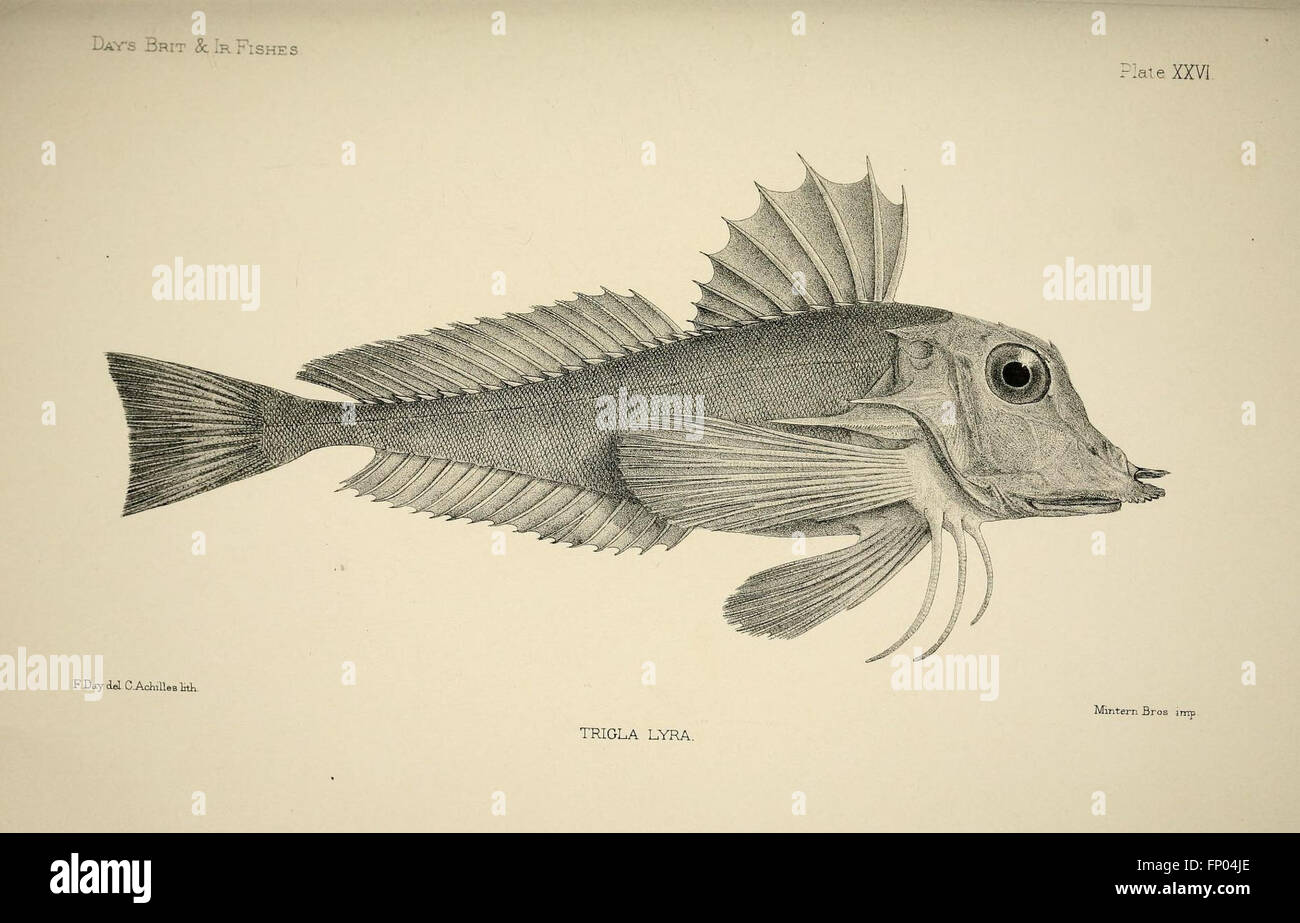 'The Fishes of Great Britain and Ireland' (Plate XXVI) is a ...