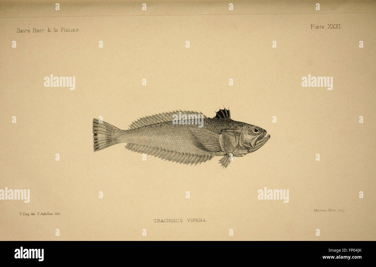 'The Fishes of Great Britain and Ireland' explores the diverse fish ...