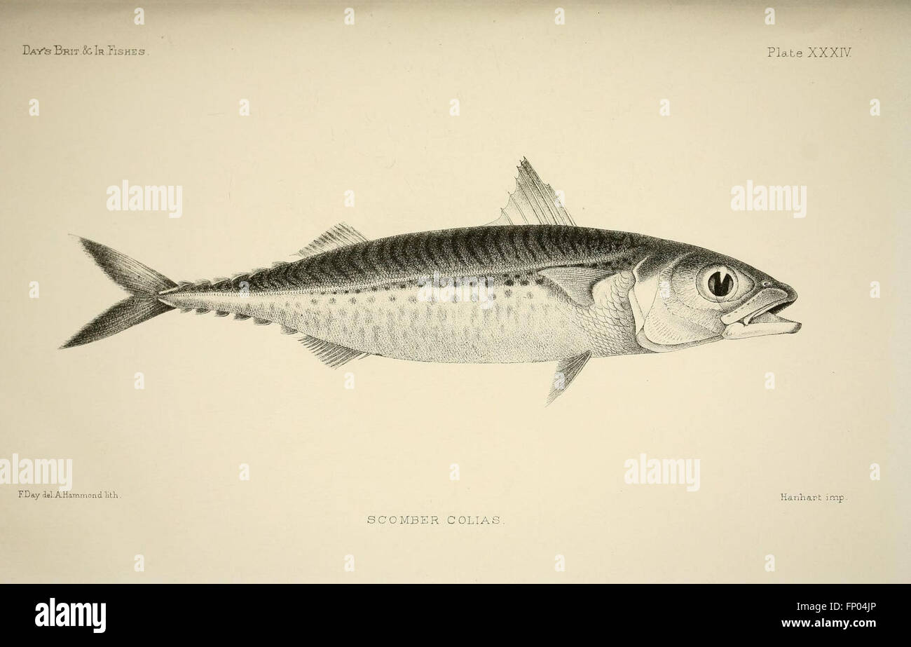 This illustration from *The Fishes of Great Britain and Ireland* shows ...