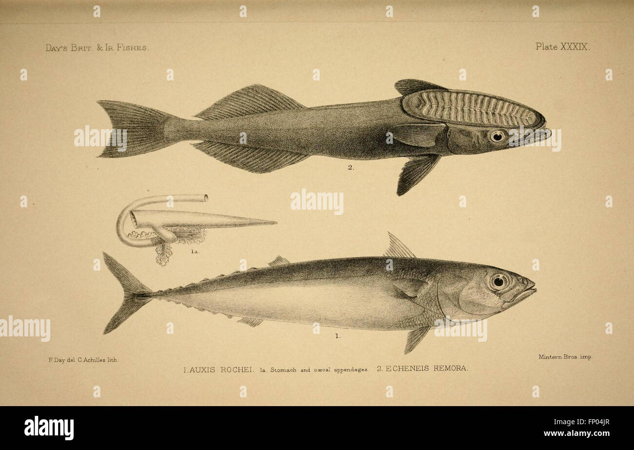 This plate from 'The Fishes of Great Britain and Ireland' illustrates ...
