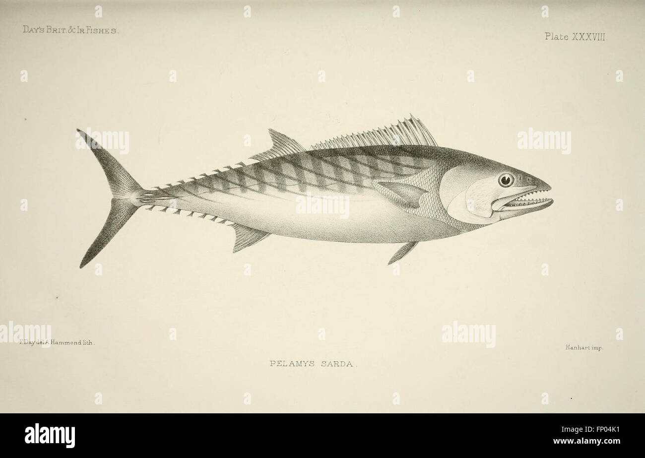 This plate illustrates various fish species native to Great Britain and ...