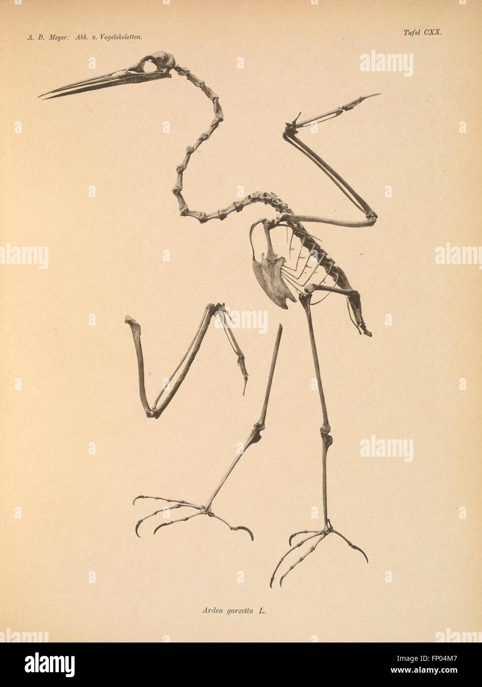 This work features illustrations of bird skeletons, focusing on their ...