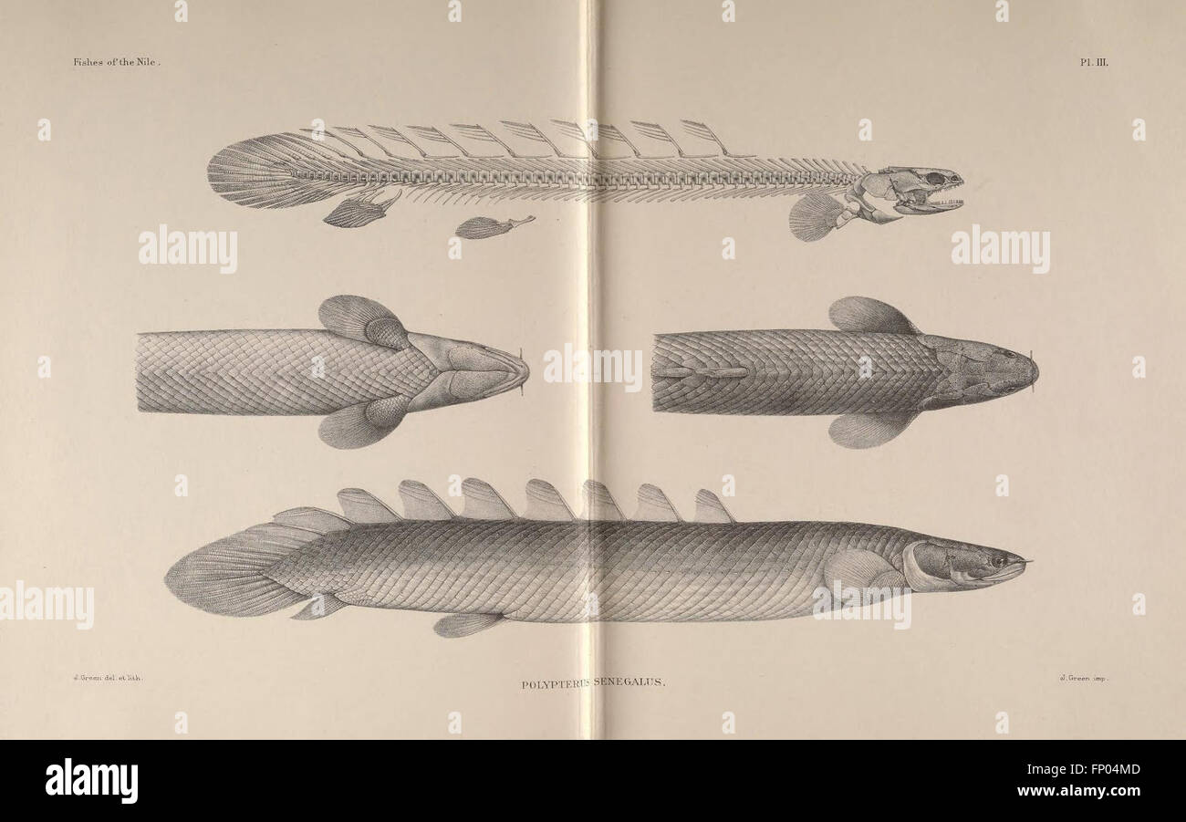This plate from 'The Fishes of the Nile' illustrates various species of ...