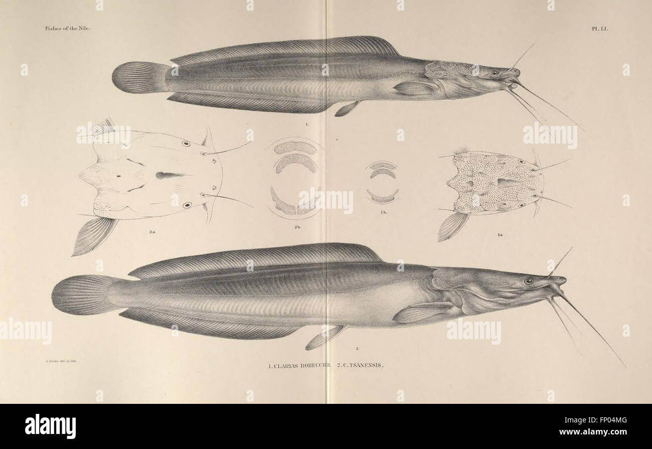 Plate LI from 'The Fishes of the Nile' provides illustrations and ...