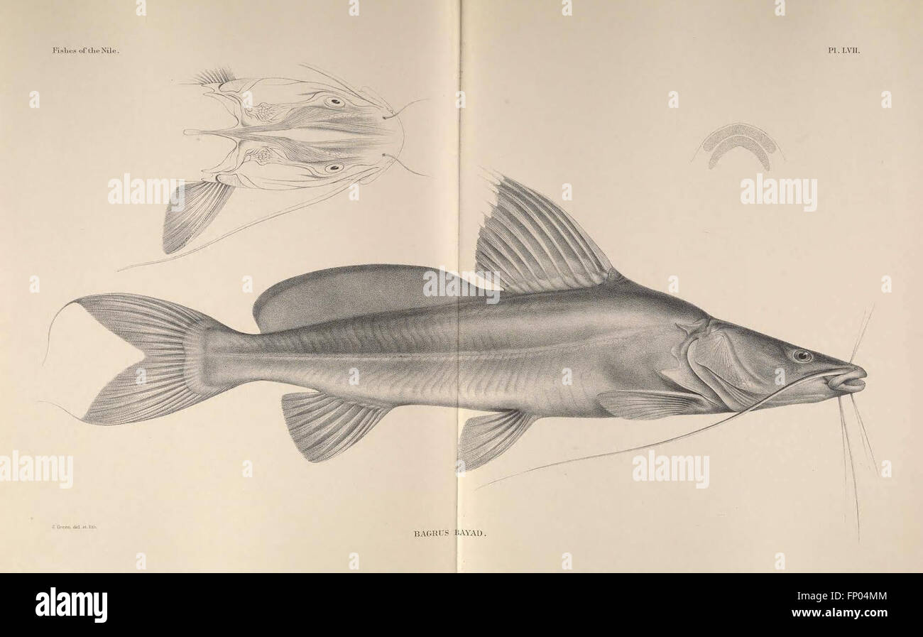 This plate from The Fishes of the Nile highlights the diverse fish ...