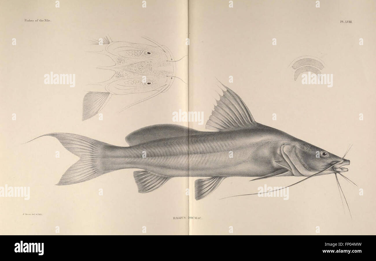 'The Fishes of the Nile' showcases illustrations and descriptions of ...