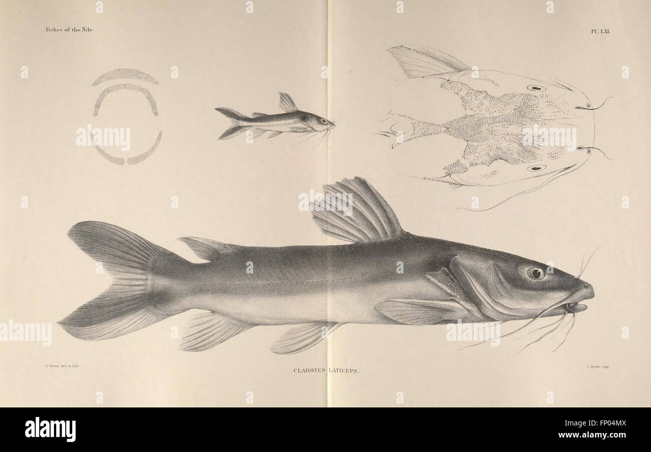 This work focuses on the fish species found in the Nile River ...