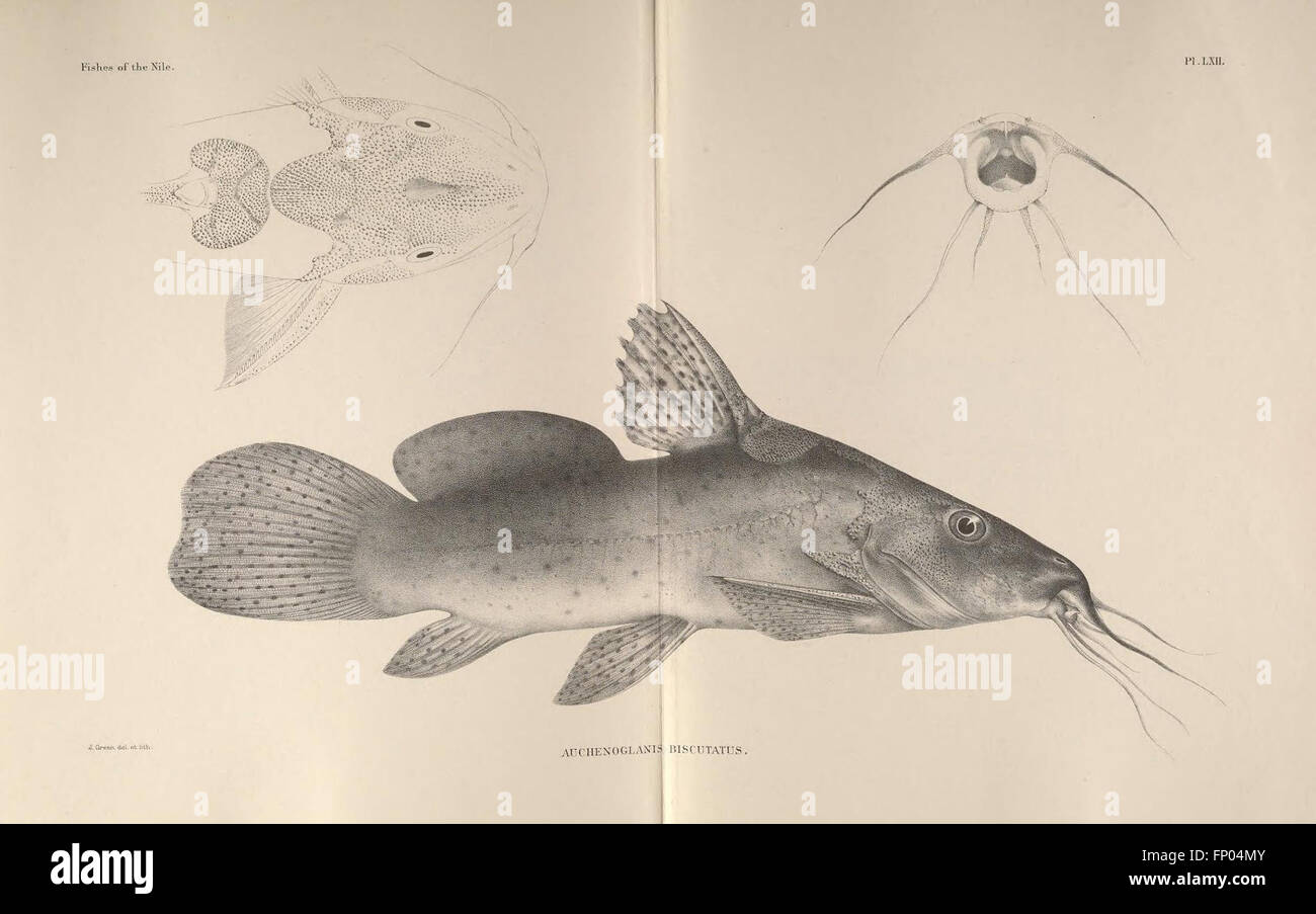 This plate from 'The Fishes of the Nile' presents various species of ...