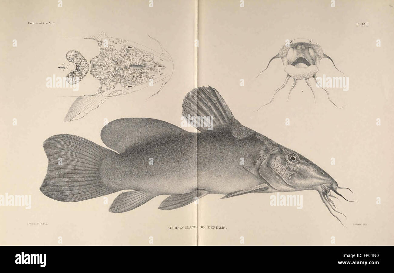 This work explores the diverse fish species found in the Nile River ...