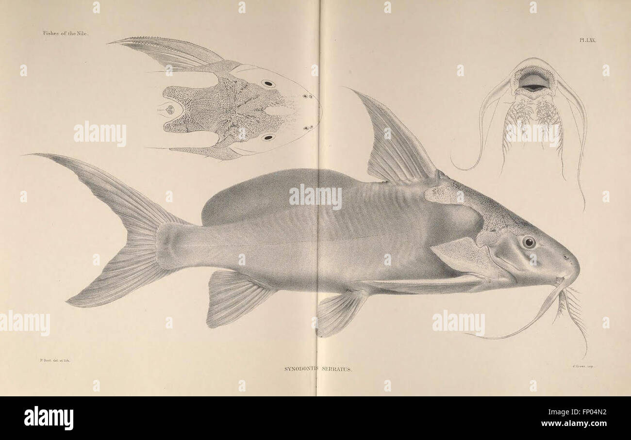 An illustration of fish species found in the Nile River, emphasizing ...