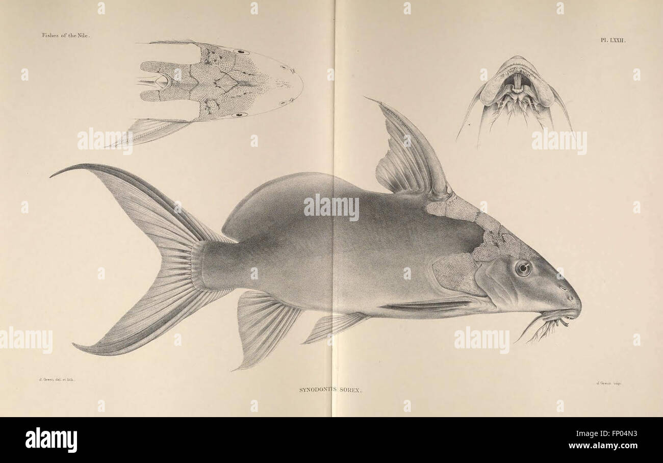 *The Fishes of the Nile* (Pl. LXXII) presents an illustration of fish ...