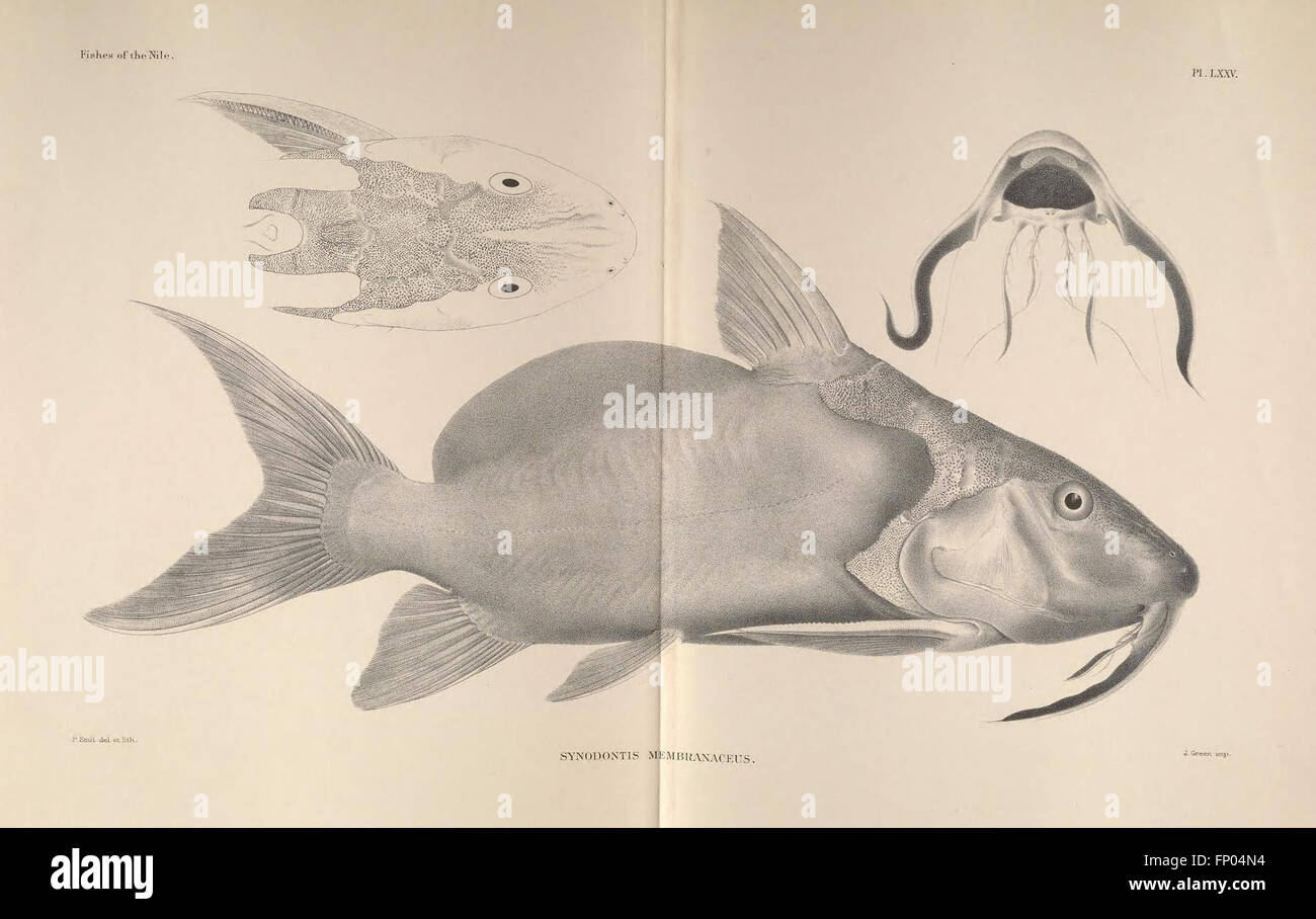 'The Fishes of the Nile' illustrates the diverse fish species found in ...
