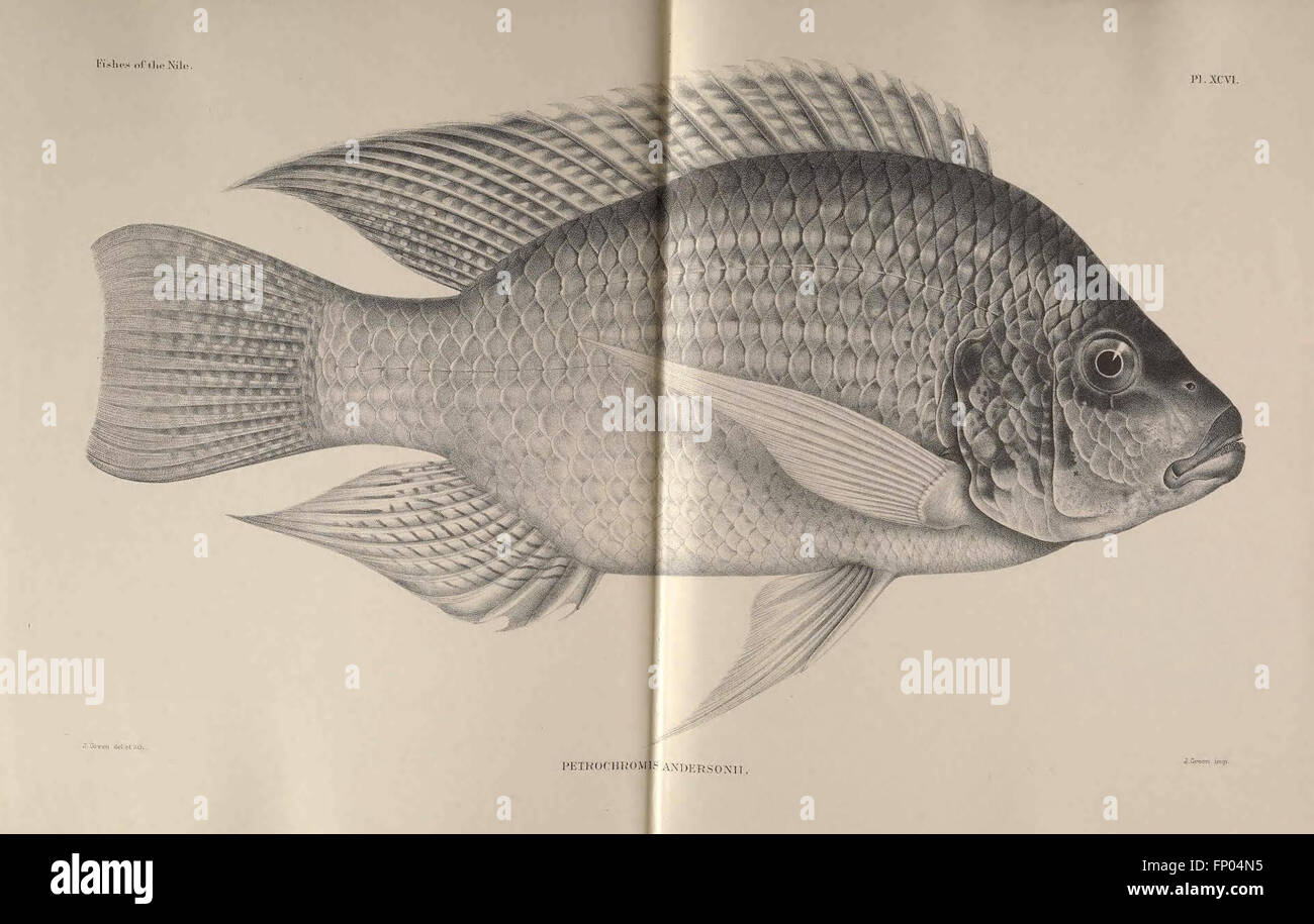 This plate from 'The Fishes of the Nile' showcases various fish species ...