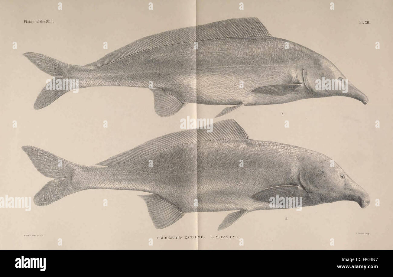 'The Fishes of the Nile' (Pl. XII) provides detailed illustrations and ...