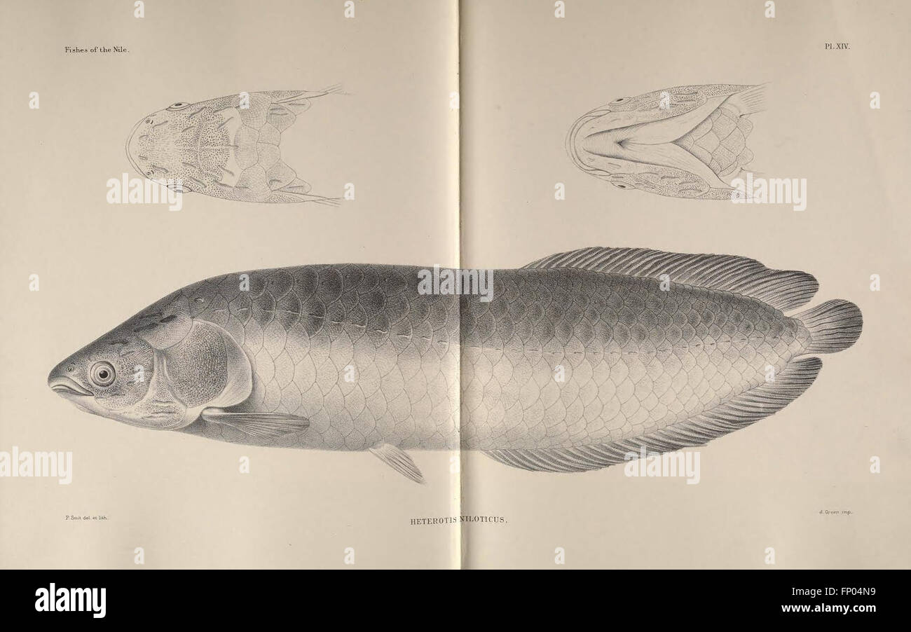 This plate from The Fishes of the Nile presents a detailed illustration ...