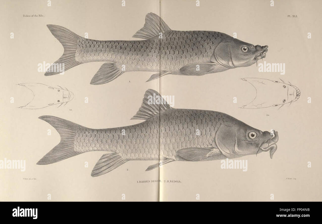 This plate from 'The Fishes of the Nile' showcases various species of ...