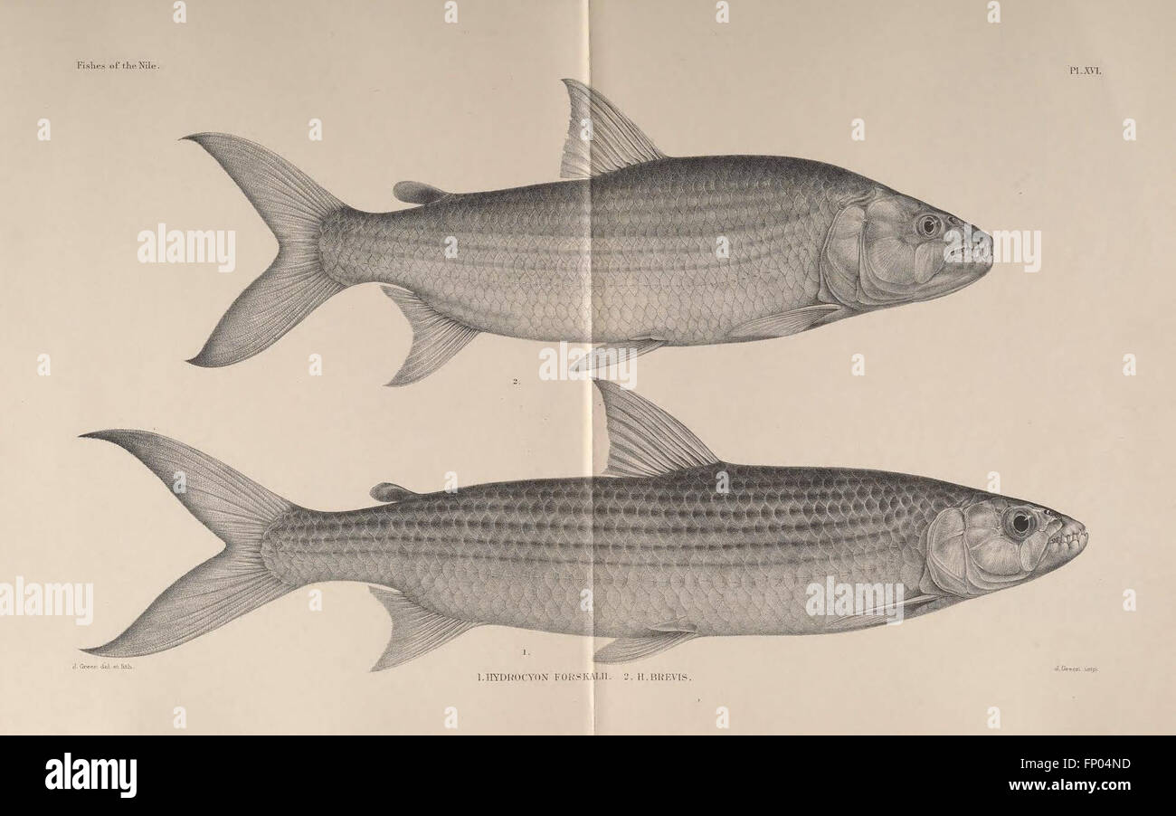 This publication focuses on the fish species found in the Nile River ...