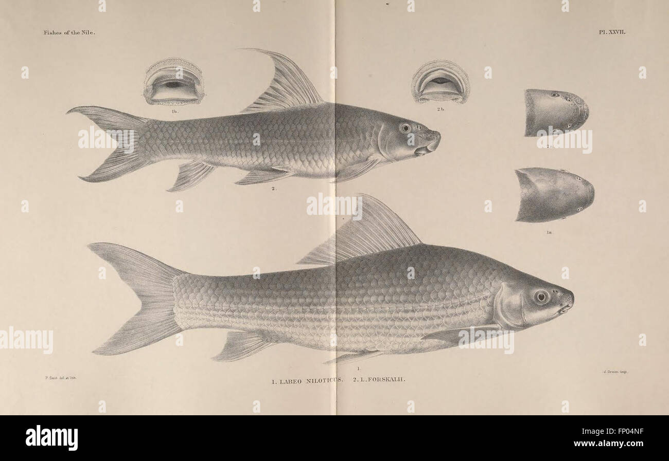 Plate XXVII from 'The Fishes of the Nile' illustrates various fish ...
