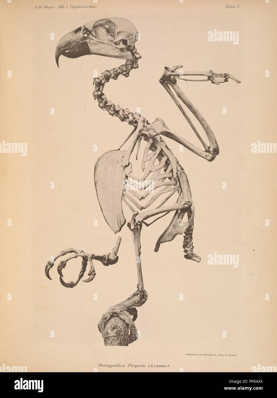 This plate features illustrations of bird skeletons, providing a ...