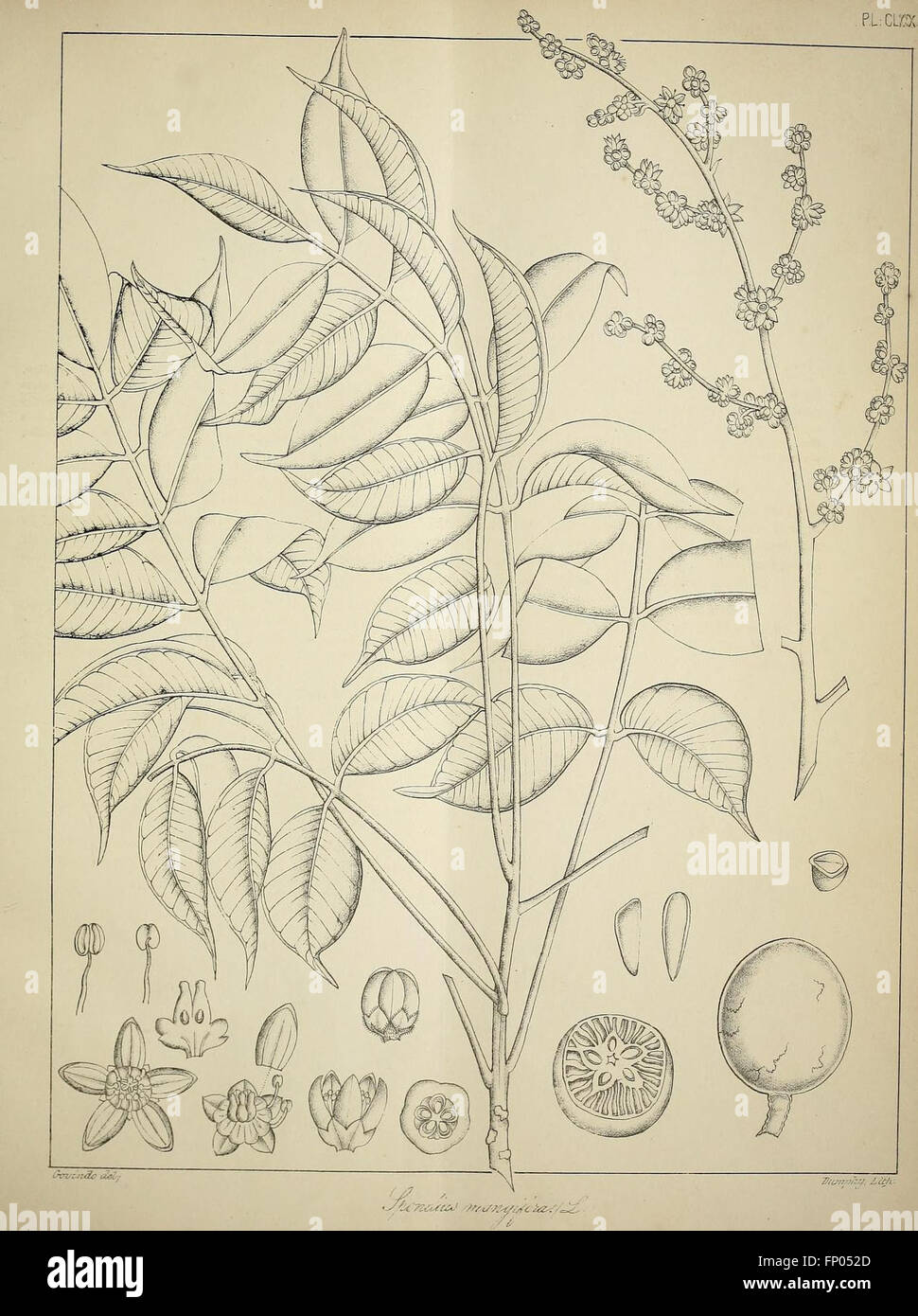 An illustration depicting the native plant species found in the forests ...