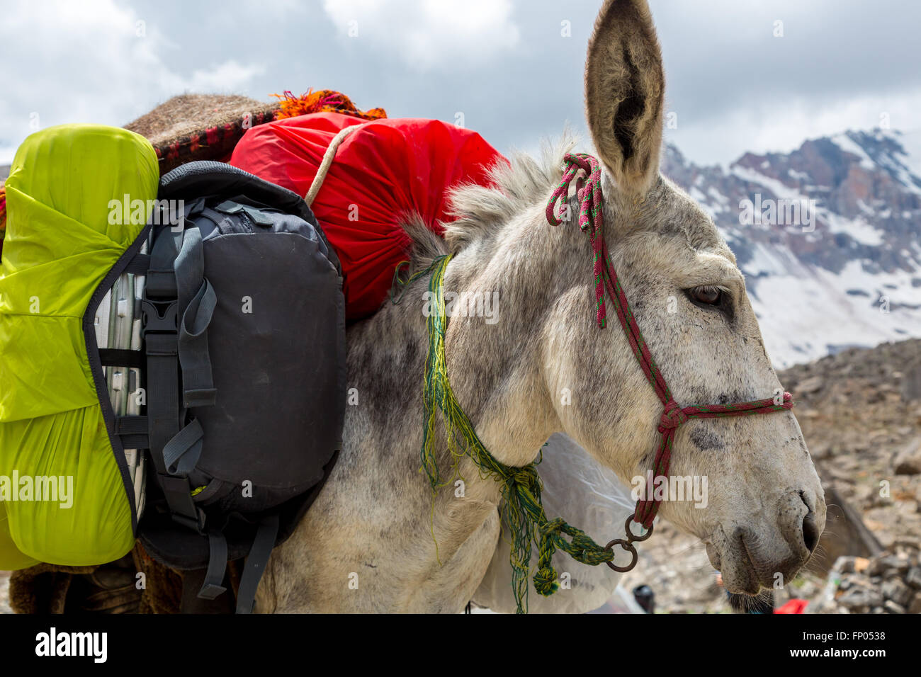 Donkey carrying heavy load hi-res stock photography and images - Alamy
