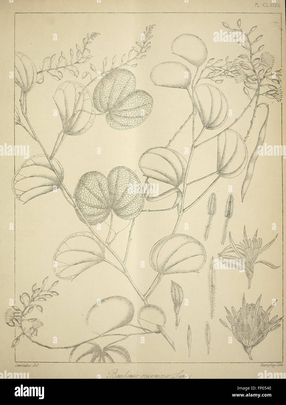 This plate features the flora of southern India, showcasing native ...