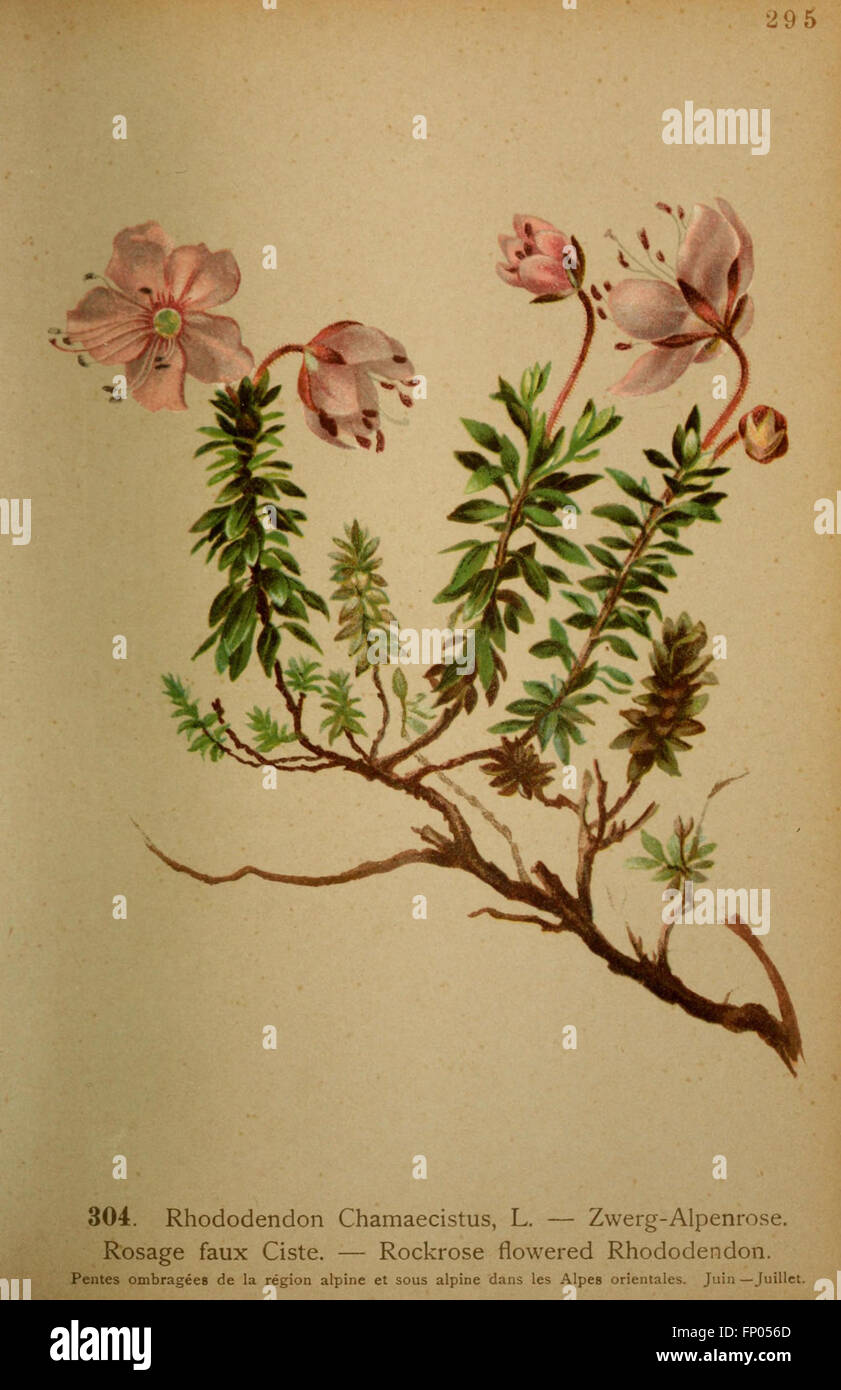 The 'Atlas de la Flora Alpine' Plate 304 features detailed botanical ...