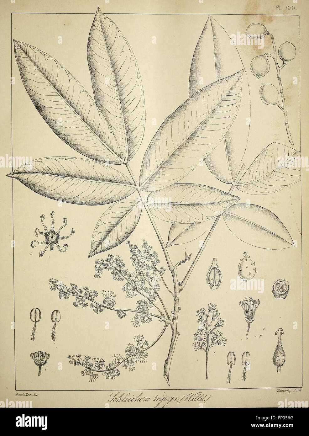 This plate from 'The Flora Sylvatica for Southern India' illustrates ...