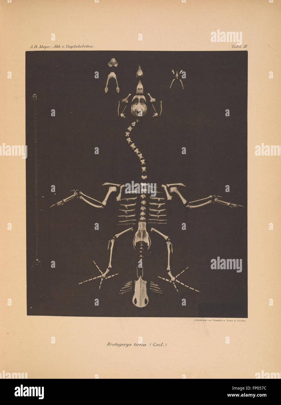 Showcasing detailed diagrams labeled hi-res stock photography and ...