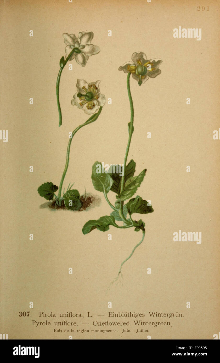 This plate from 'Atlas de la Flora Alpine' features alpine plant ...