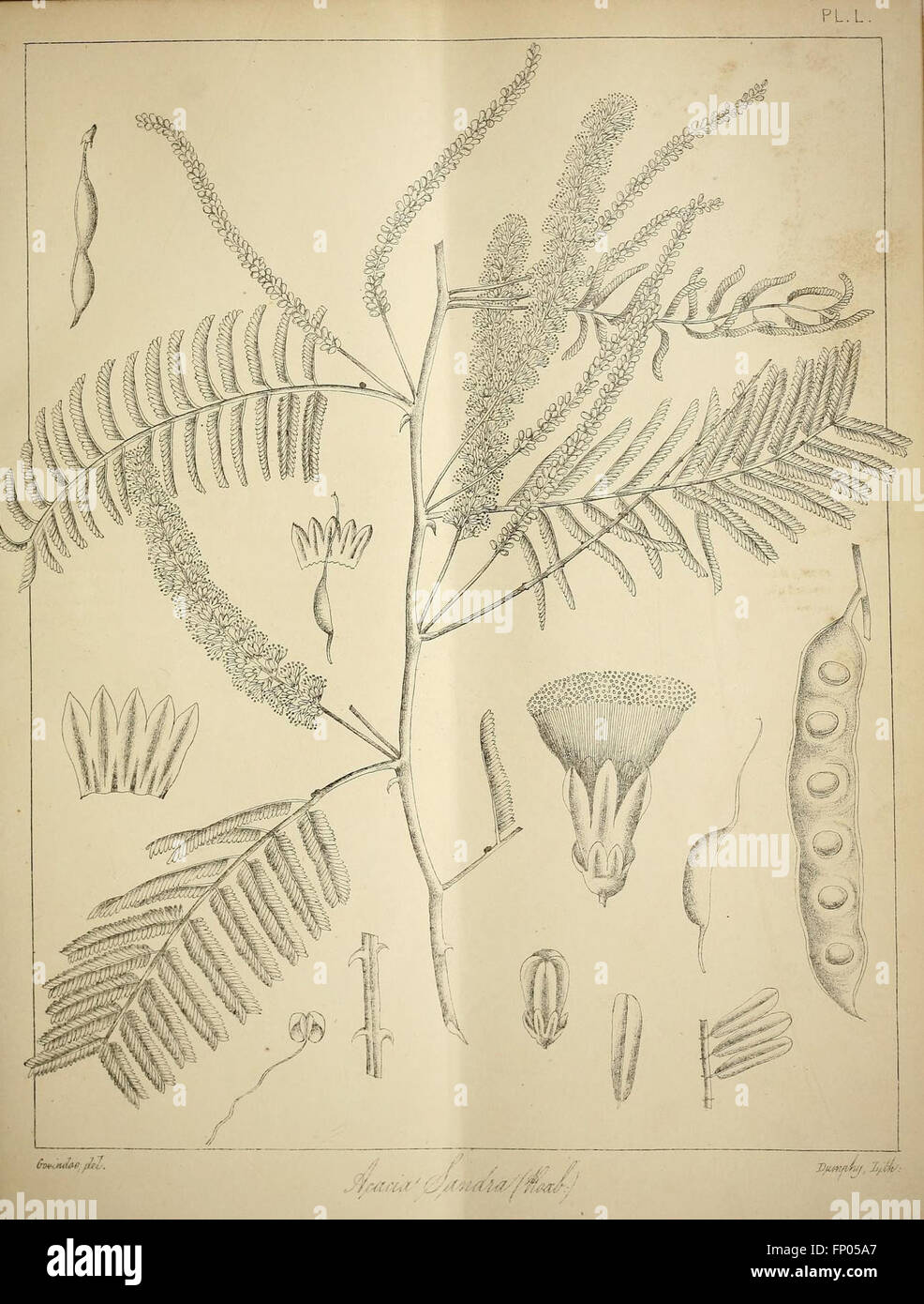 This botanical illustration from 'The Flora Sylvatica for Southern ...