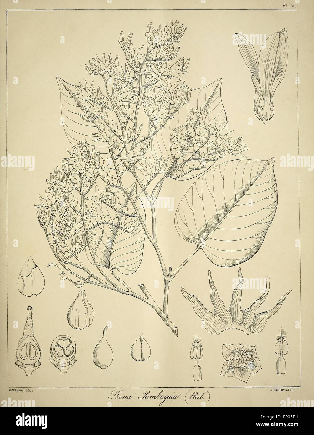 This plate from *The Flora Sylvatica for Southern India* depicts ...