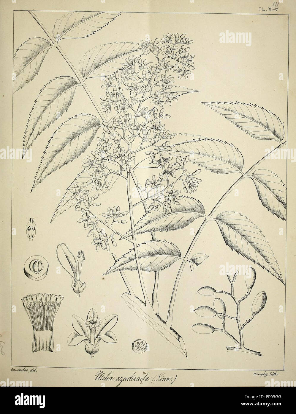 This botanical work showcases the flora of Southern India, focusing on ...