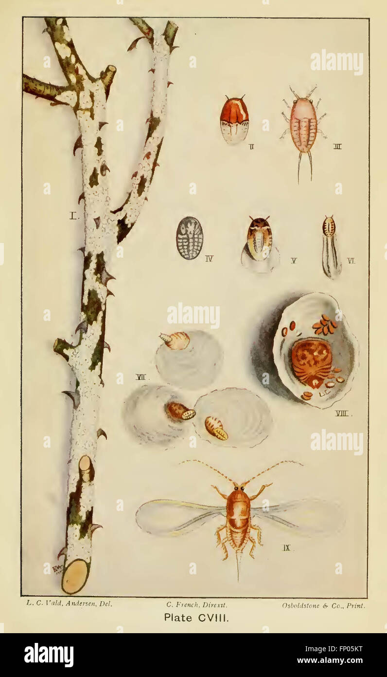 A handbook of the destructive insects of Victoria Stock Photo - Alamy