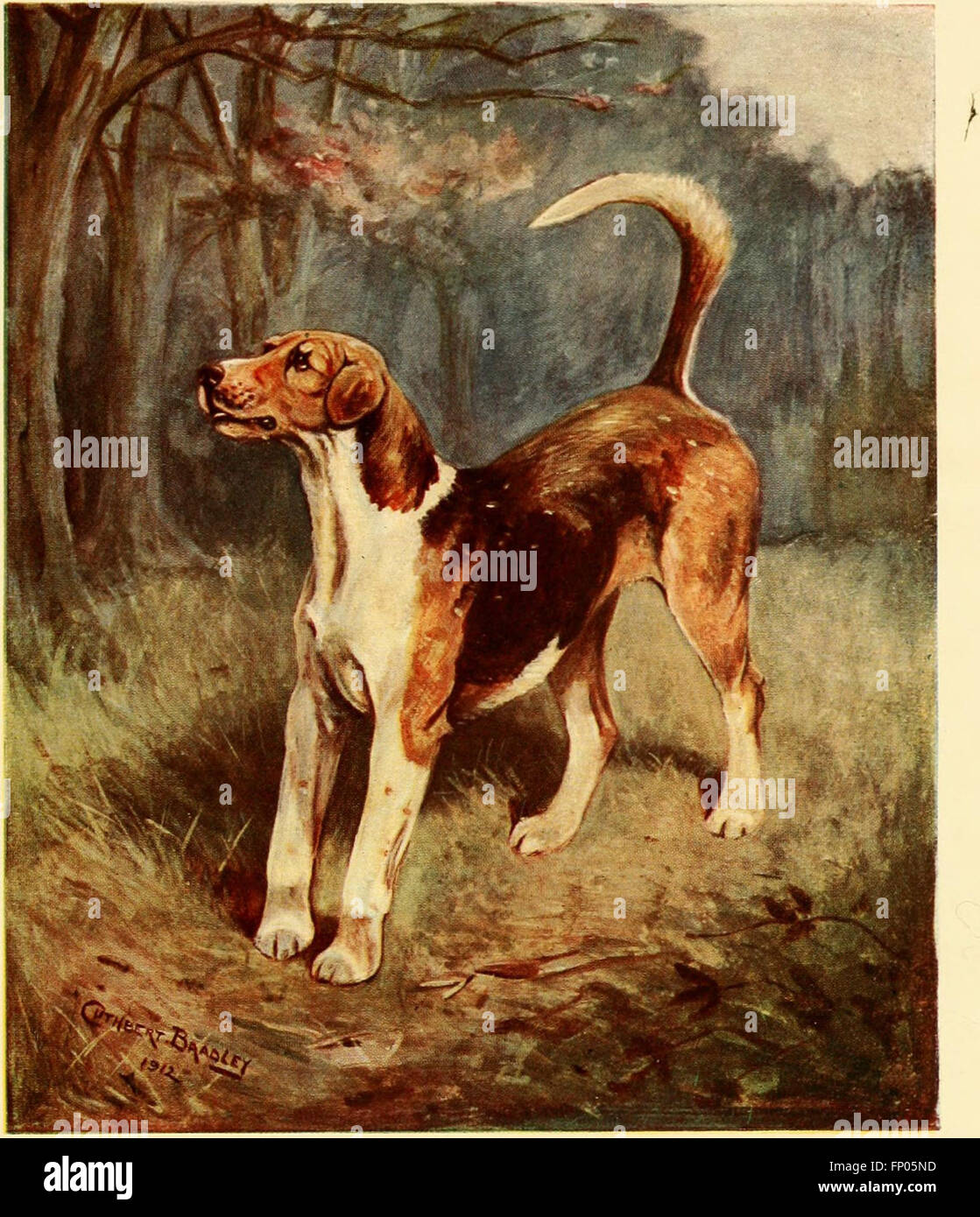 This 1914 work focuses on the breeding, training, and use of foxhounds ...