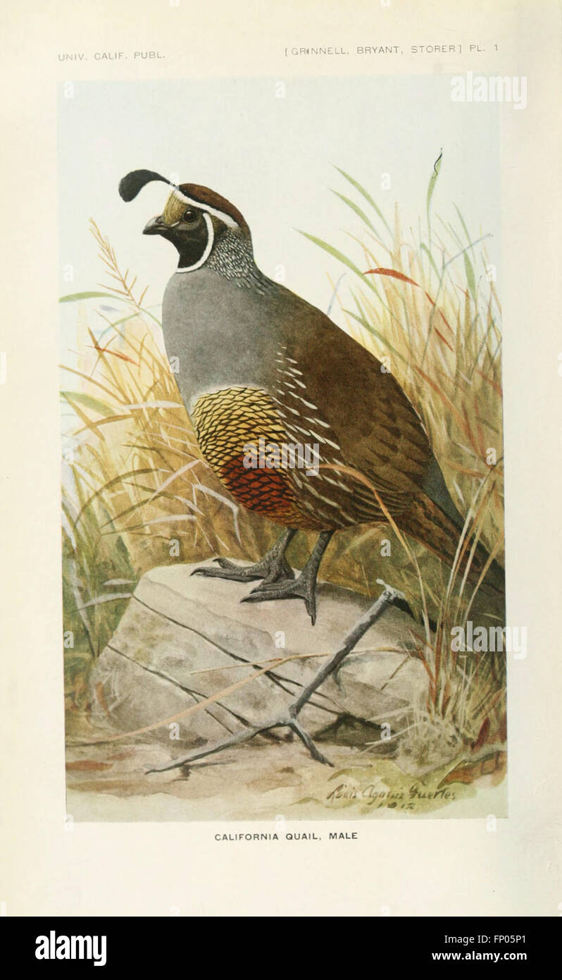Plate 1 from 'The Game Birds of California' presents detailed ...