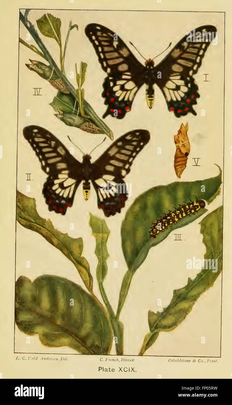 Destructive insects hi-res stock photography and images - Alamy