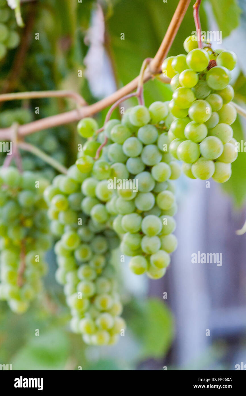 Grapevine leaf detail hi-res stock photography and images - Alamy