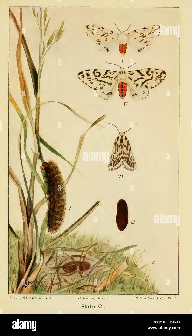 A handbook of the destructive insects of Victoria Stock Photo - Alamy